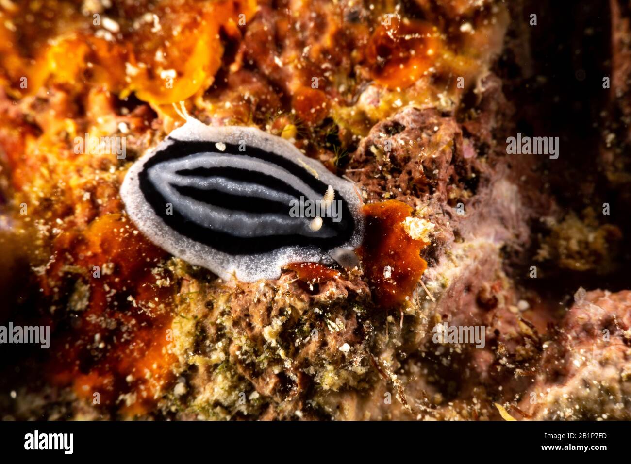 The most beautiful underwater snails of the Indian and Pacific Ocean ...