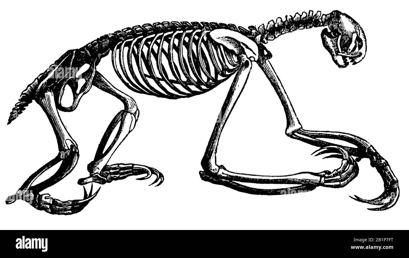 Sloth skeleton hi-res stock photography and images - Alamy