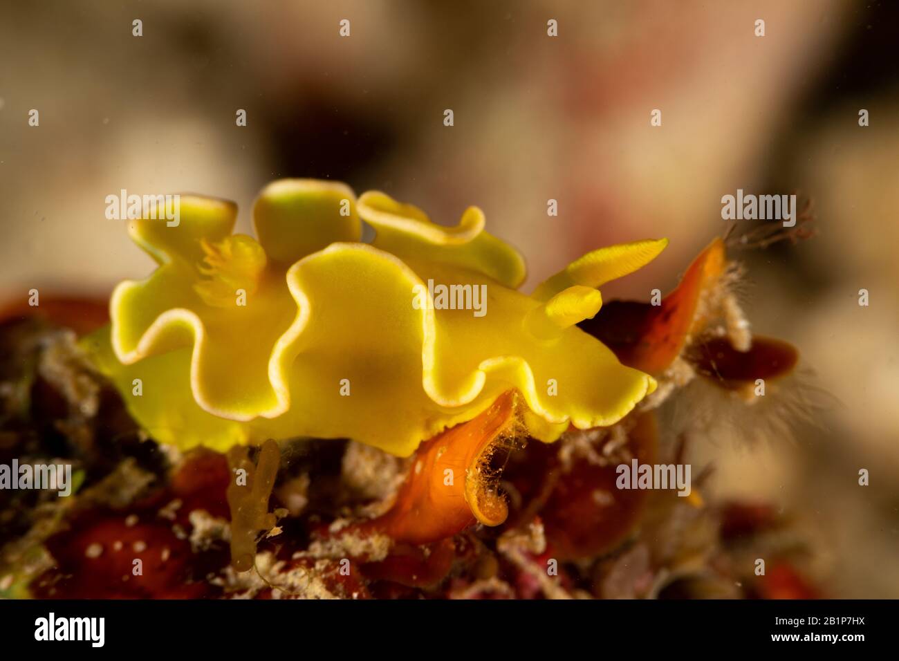The most beautiful underwater snails of the Indian and Pacific Ocean ...