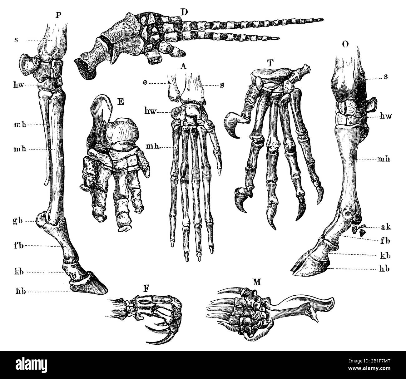 Sesamoid bone hi-res stock photography and images - Alamy