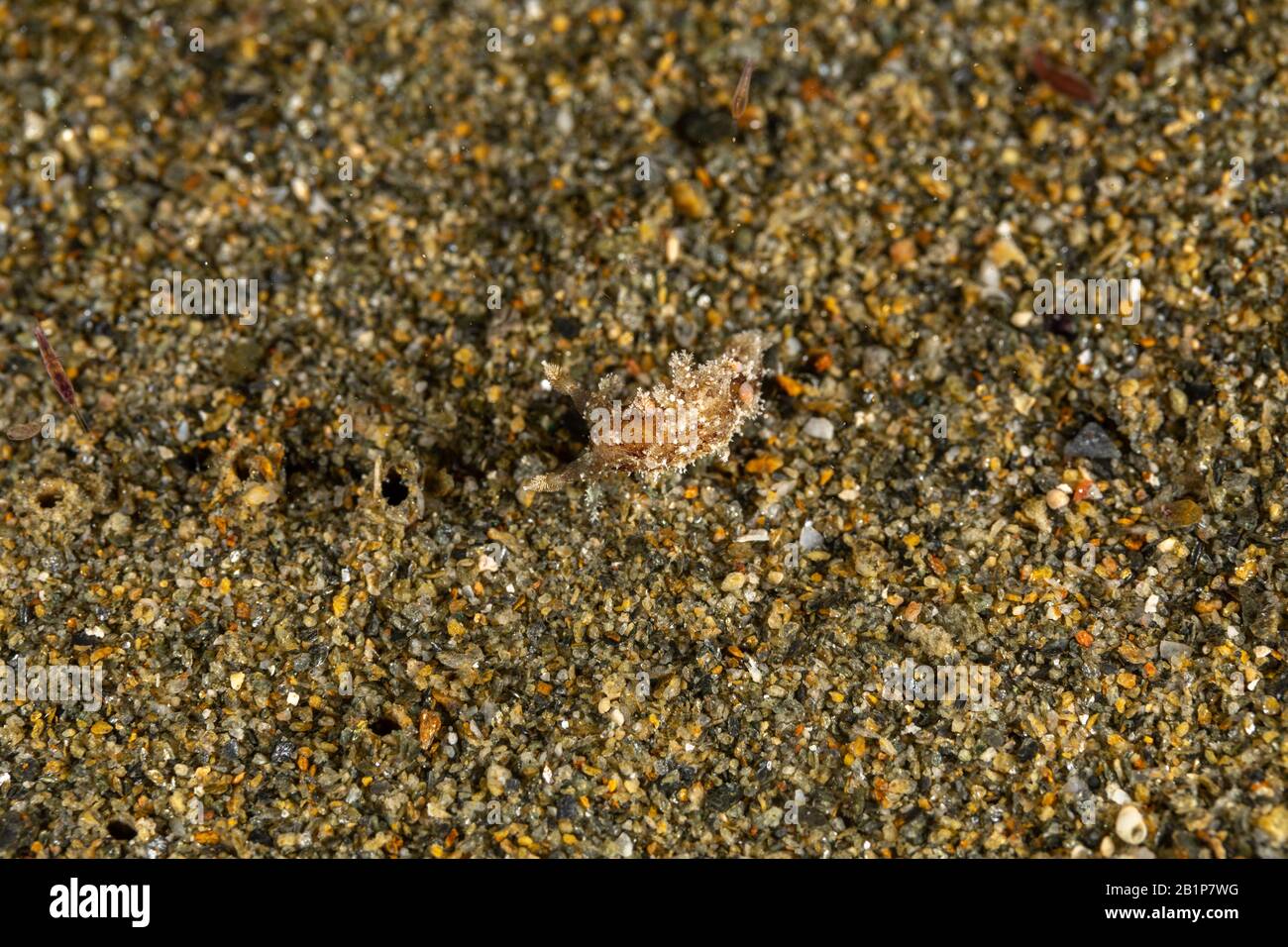 The most beautiful underwater snails of the Indian and Pacific Ocean ...
