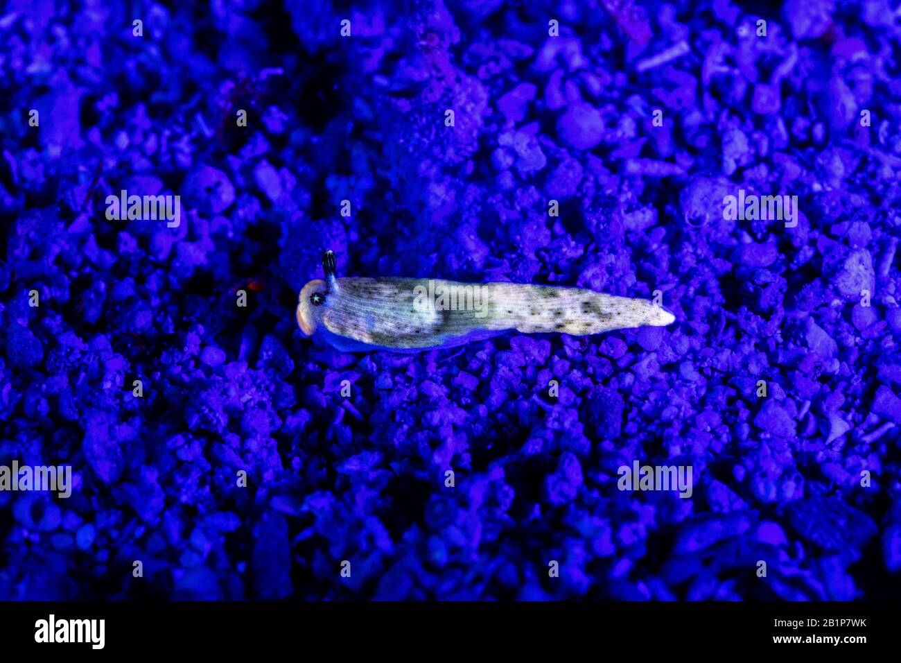 The most beautiful underwater snails of the Indian and Pacific Ocean ...
