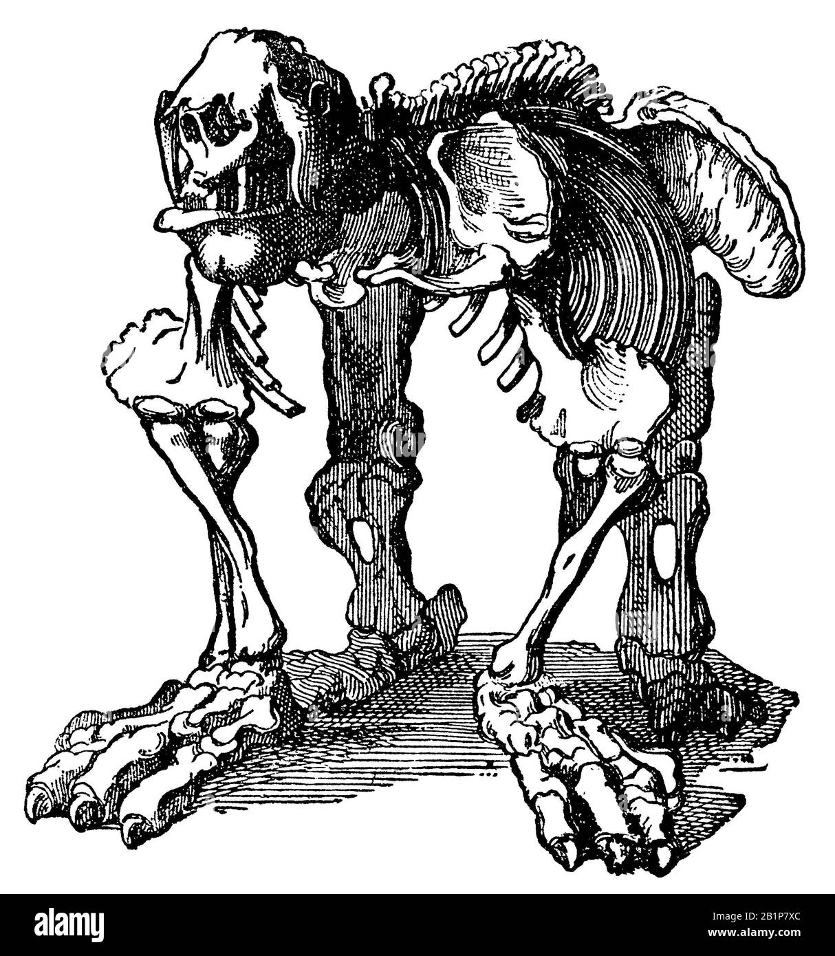 Megatherium, Megatherium, anonym (biology book, 1881 Stock Photo - Alamy
