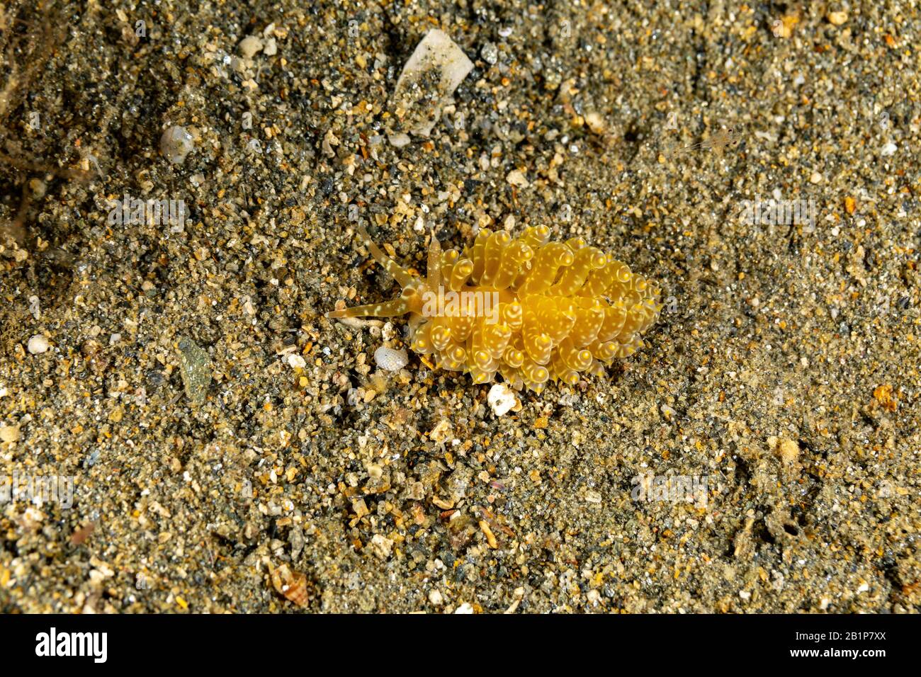 The most beautiful underwater snails of the Indian and Pacific Ocean ...