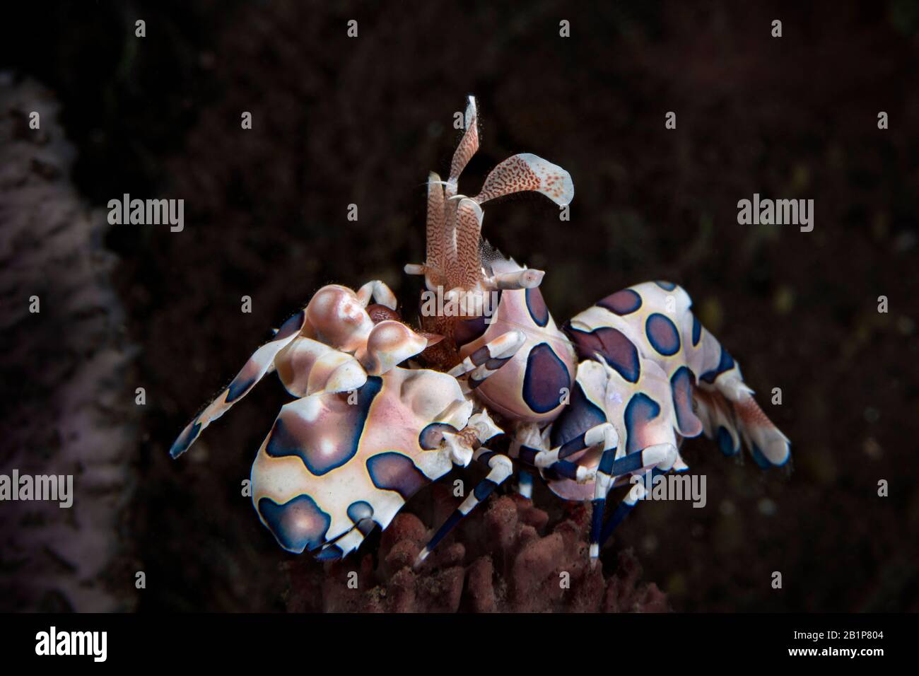 Harlequin shrimp (Hymenocera picta). Underwater macro photography from ...