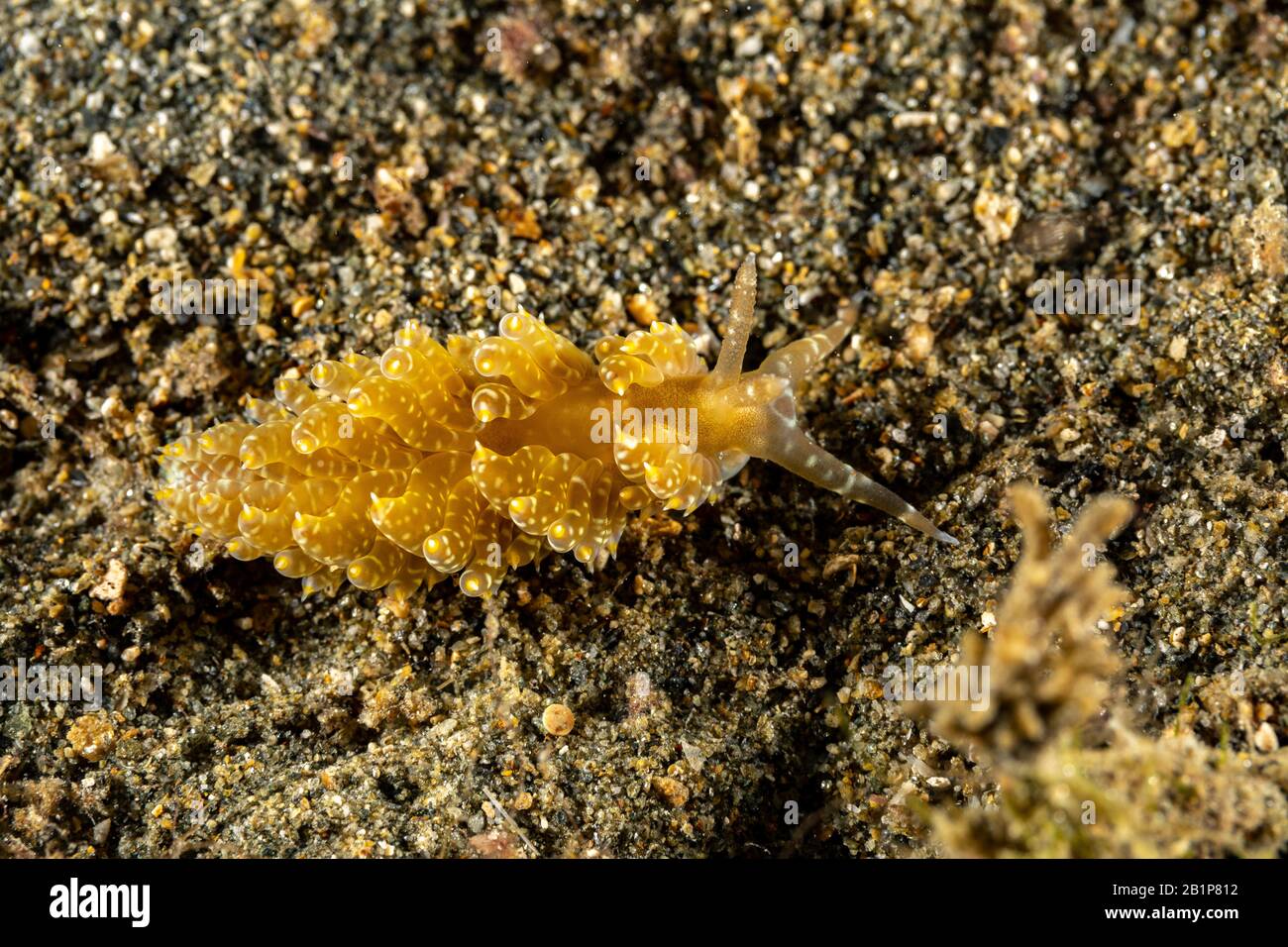 The most beautiful underwater snails of the Indian and Pacific Ocean ...
