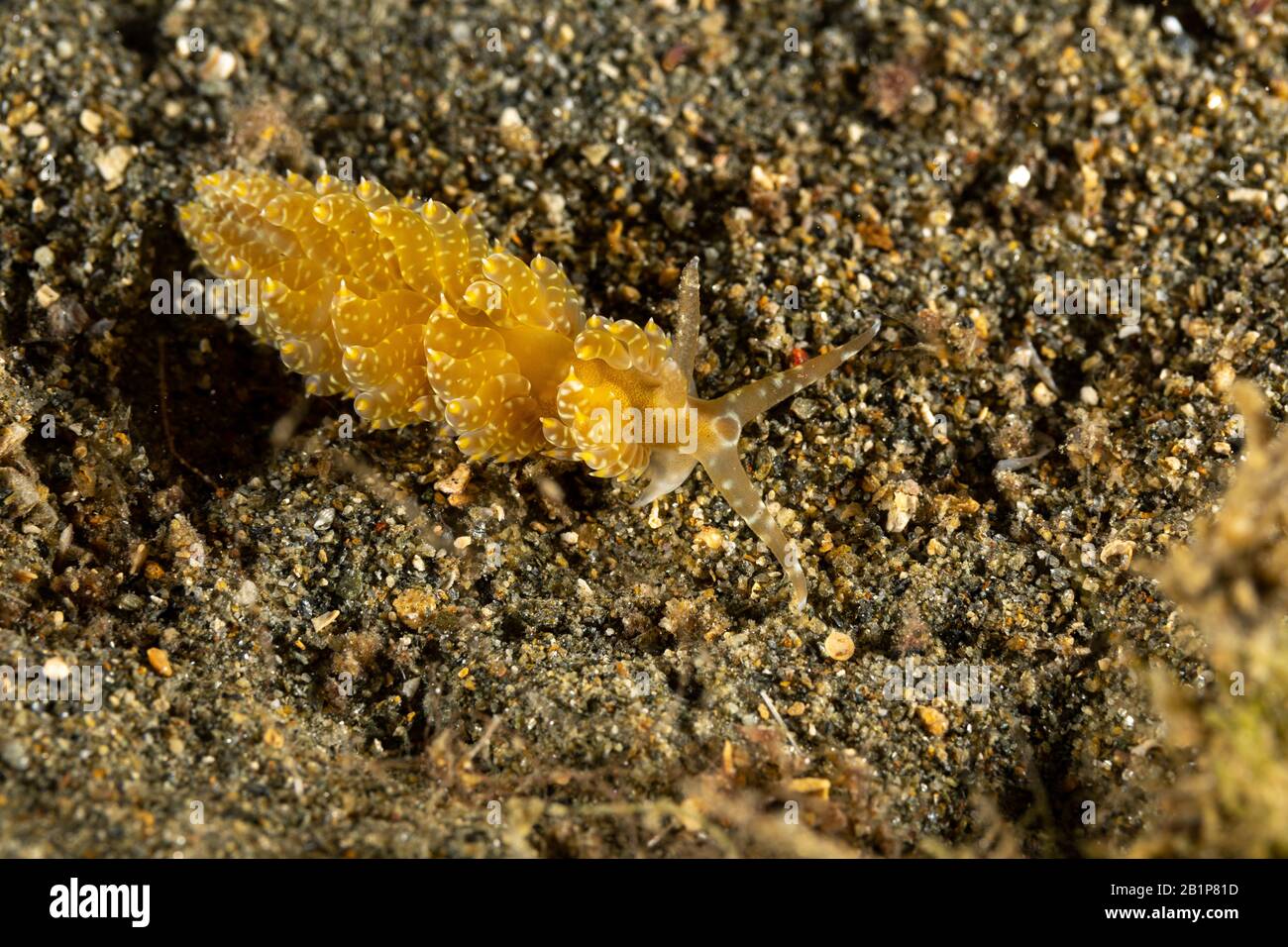The most beautiful underwater snails of the Indian and Pacific Ocean ...