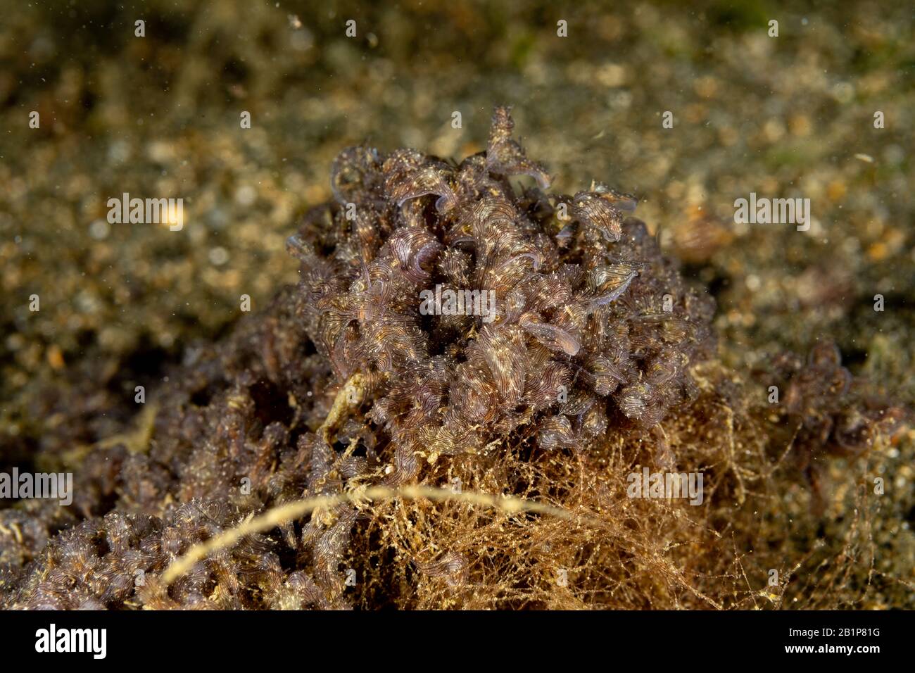 The most beautiful underwater snails of the Indian and Pacific Ocean ...