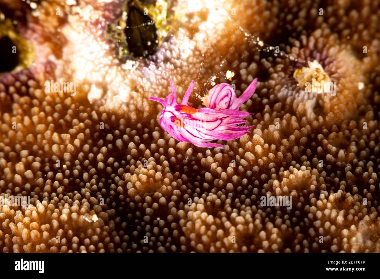 The most beautiful underwater snails of the Indian and Pacific Ocean ...