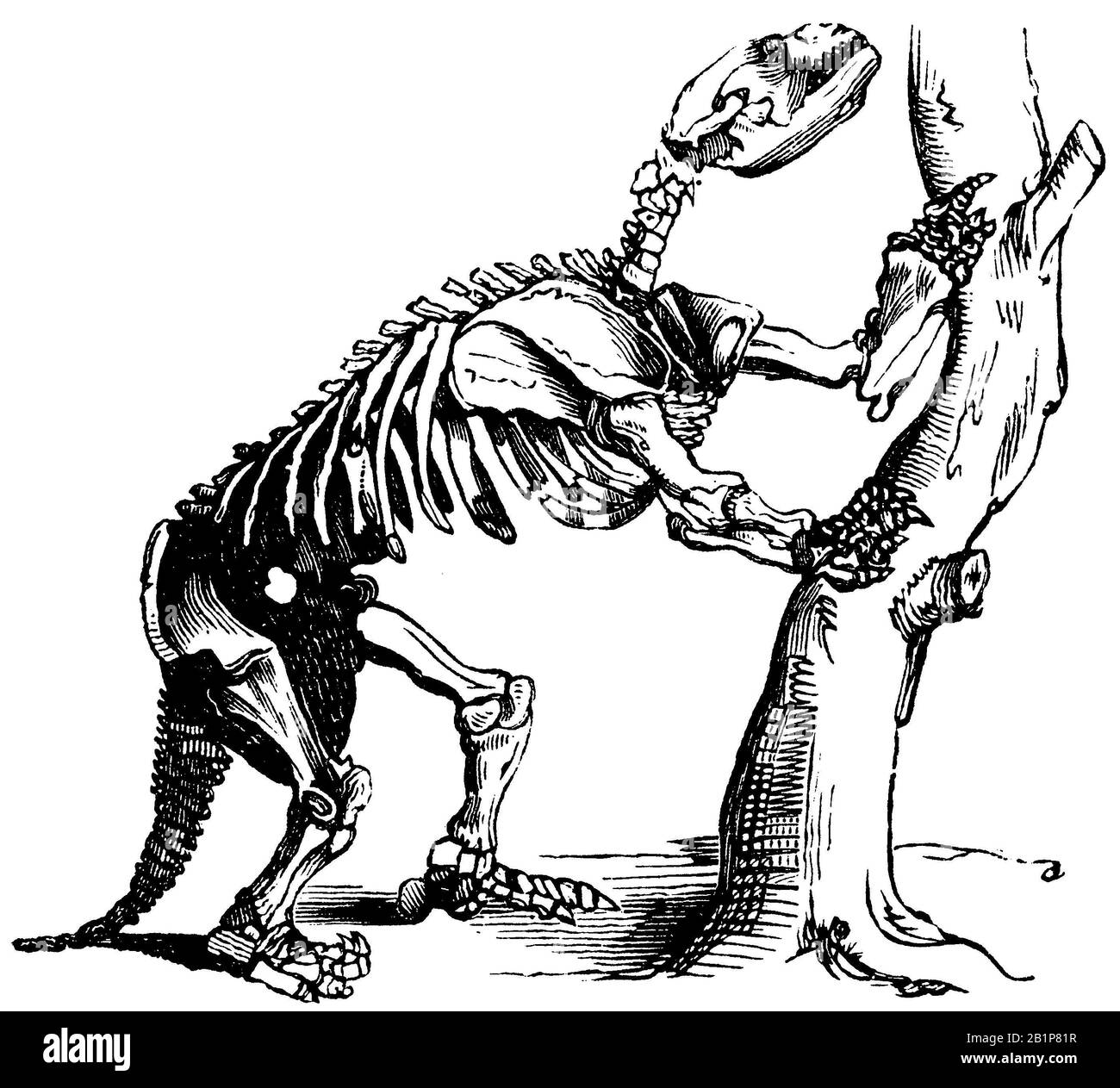 Giant sloth : Skeleton, Megatherium, (anthropology book, 1874 Stock ...