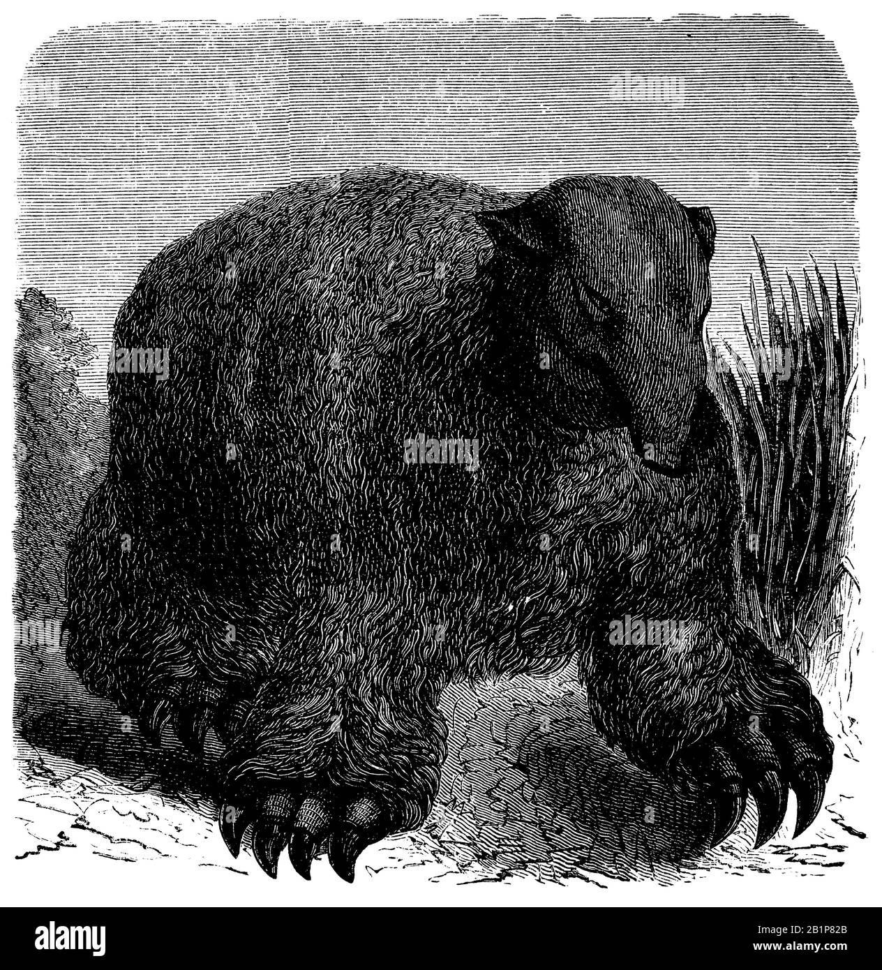 Giant Sloth Stock Photos & Giant Sloth Stock Images - Alamy