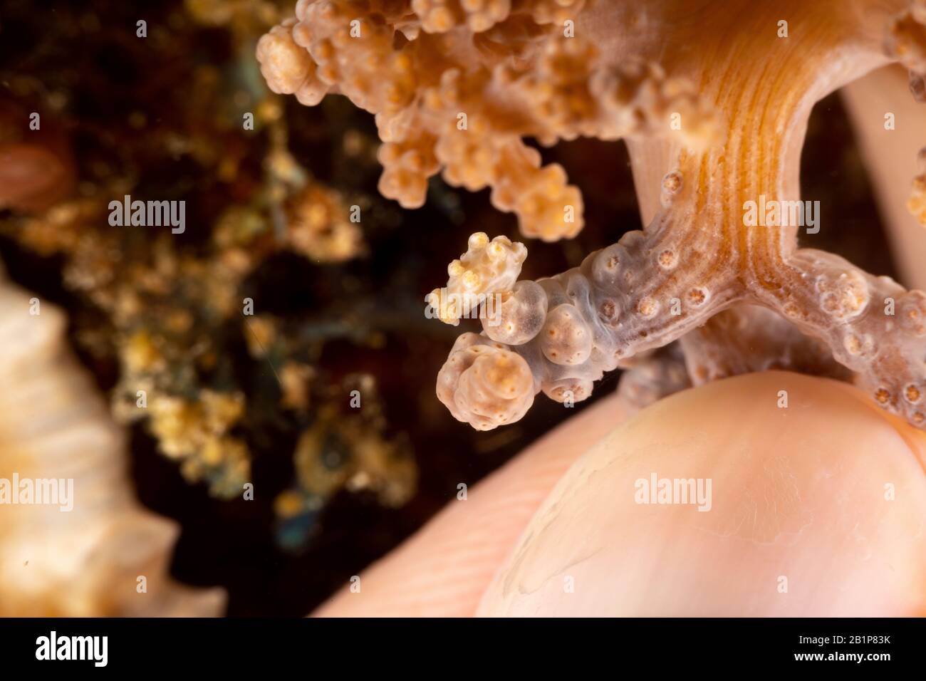 The most beautiful underwater snails of the Indian and Pacific Ocean Stock Photo - Alamy