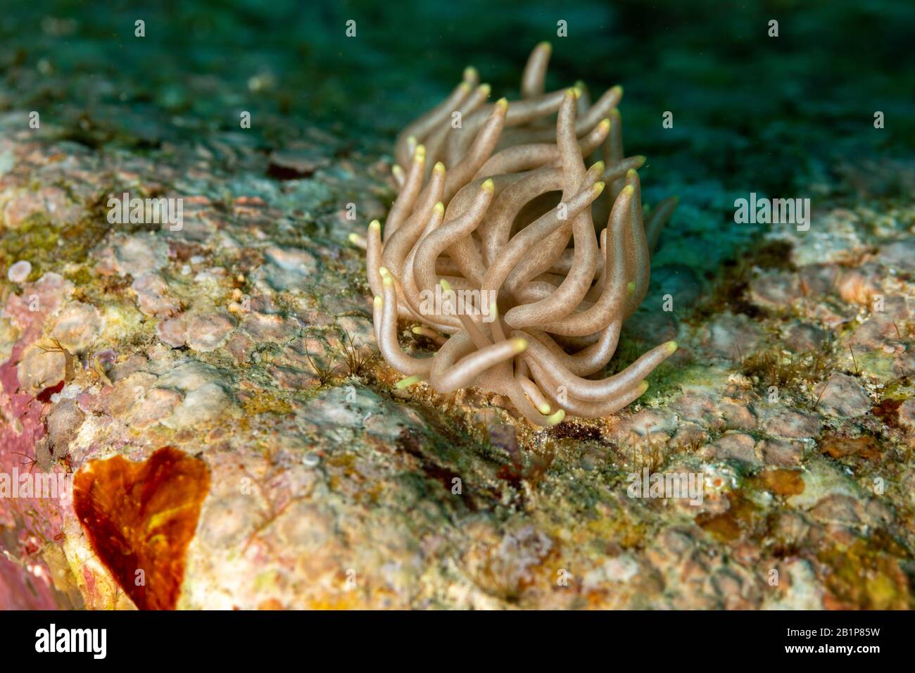 The most beautiful underwater snails of the Indian and Pacific Ocean ...