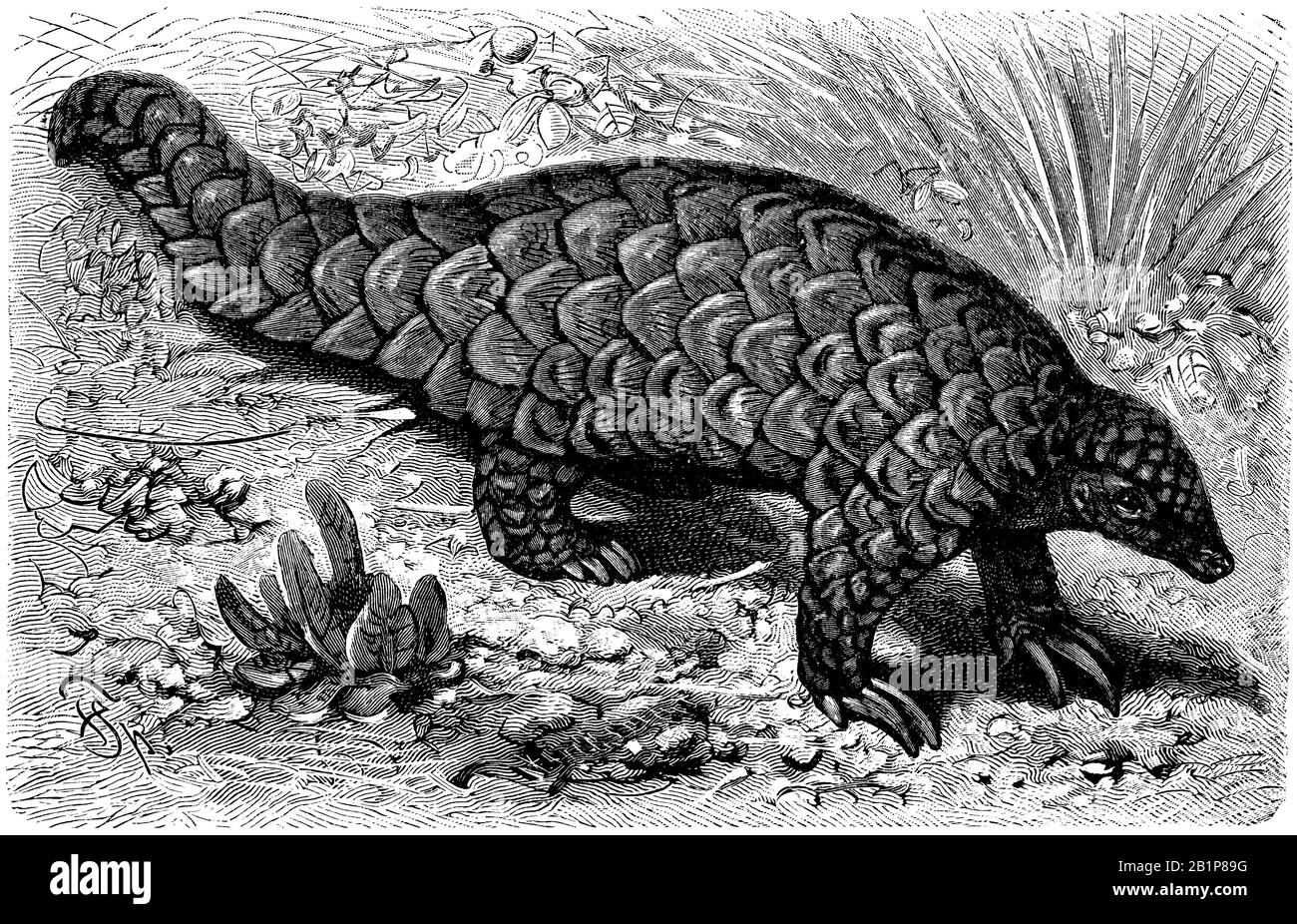 Tannenzapfentier pangolin Cut Out Stock Images & Pictures - Alamy