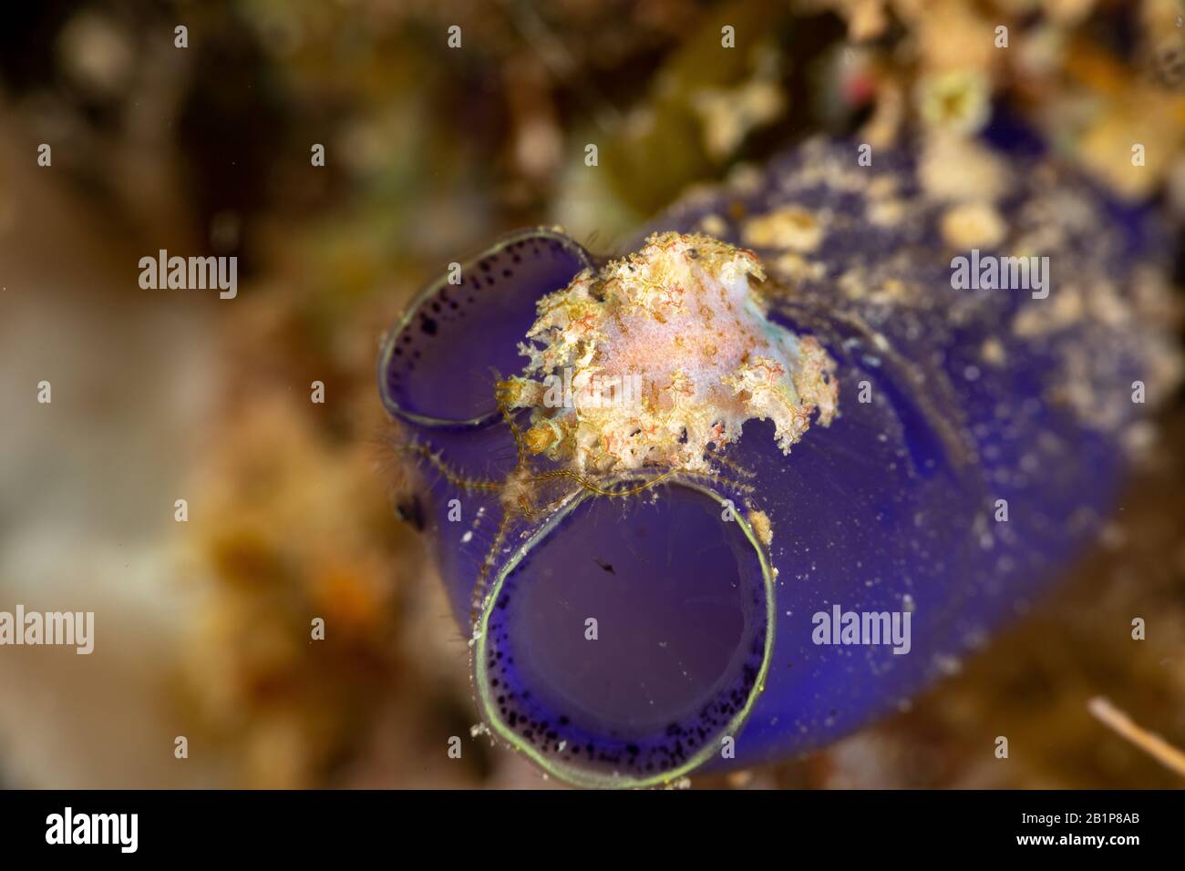 The most beautiful underwater snails of the Indian and Pacific Ocean ...