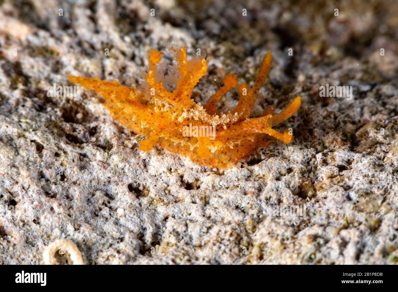 The most beautiful underwater snails of the Indian and Pacific Ocean ...