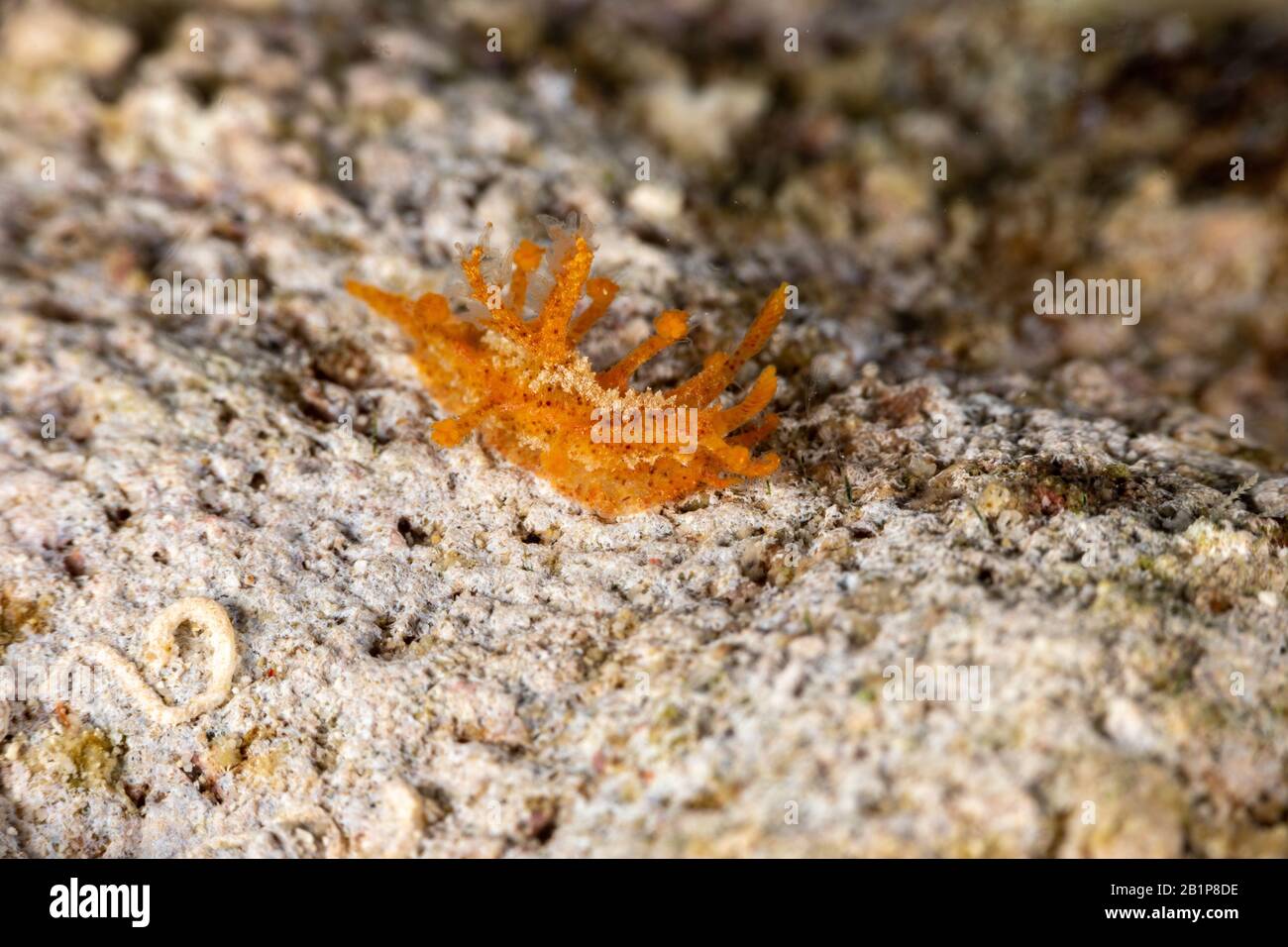 The most beautiful underwater snails of the Indian and Pacific Ocean ...