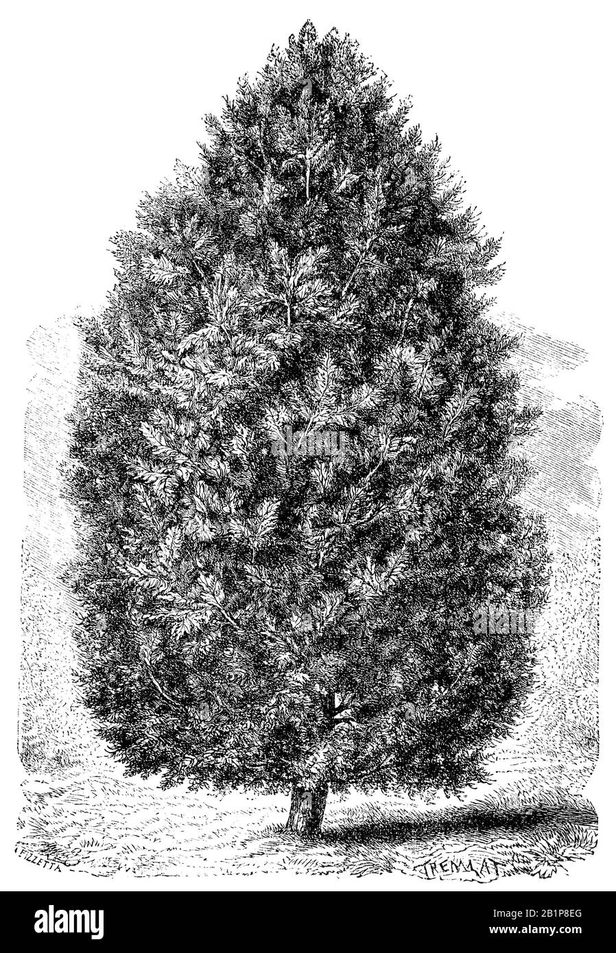 Swiss pine, Pinus Cembra, (garden book, 1877 Stock Photo - Alamy