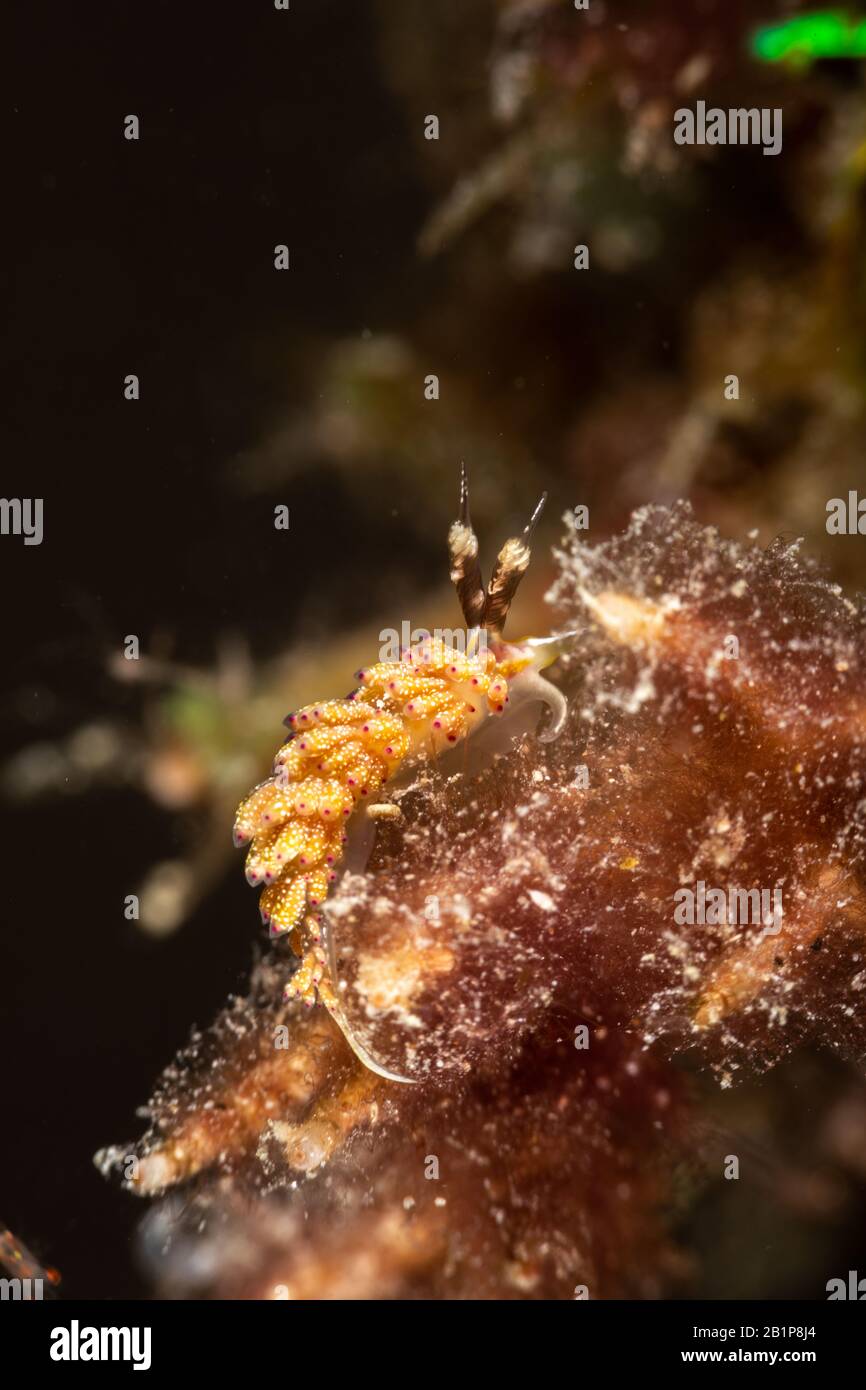 The most beautiful underwater snails of the Indian and Pacific Ocean ...