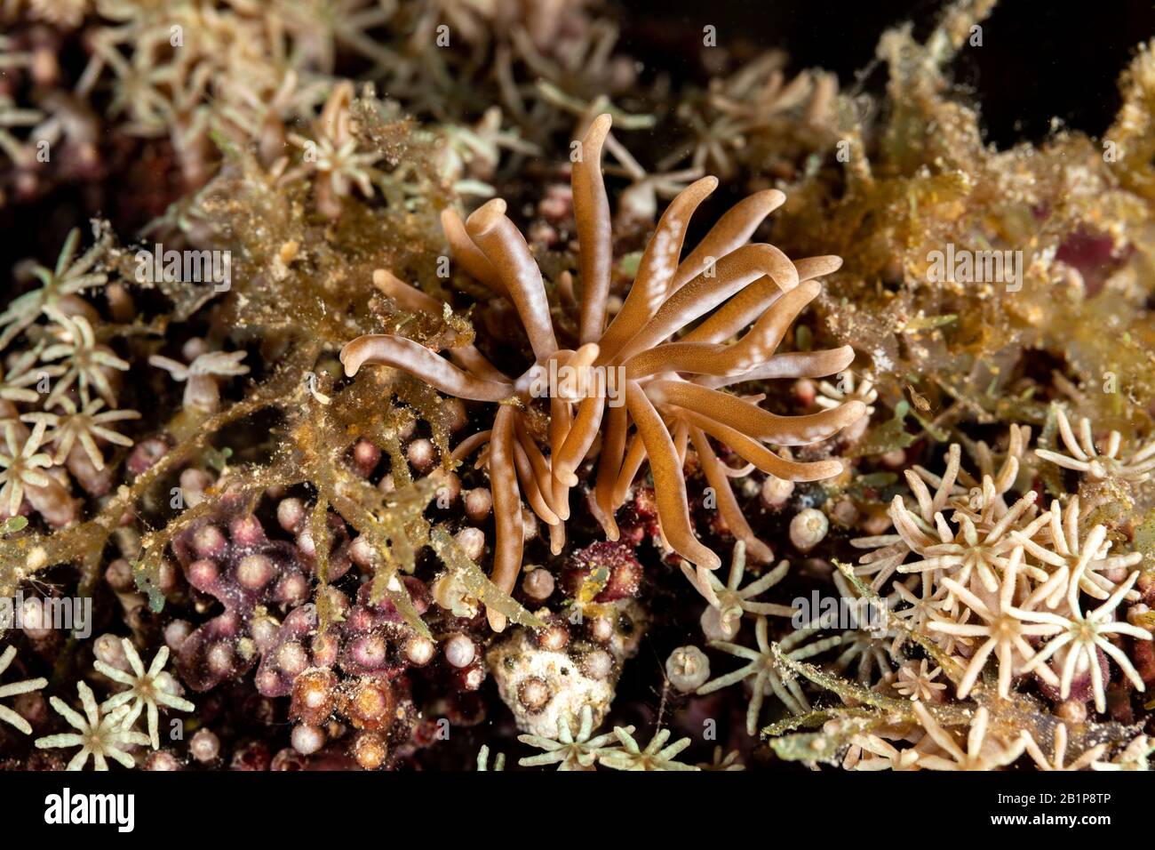 The most beautiful underwater snails of the Indian and Pacific Ocean ...