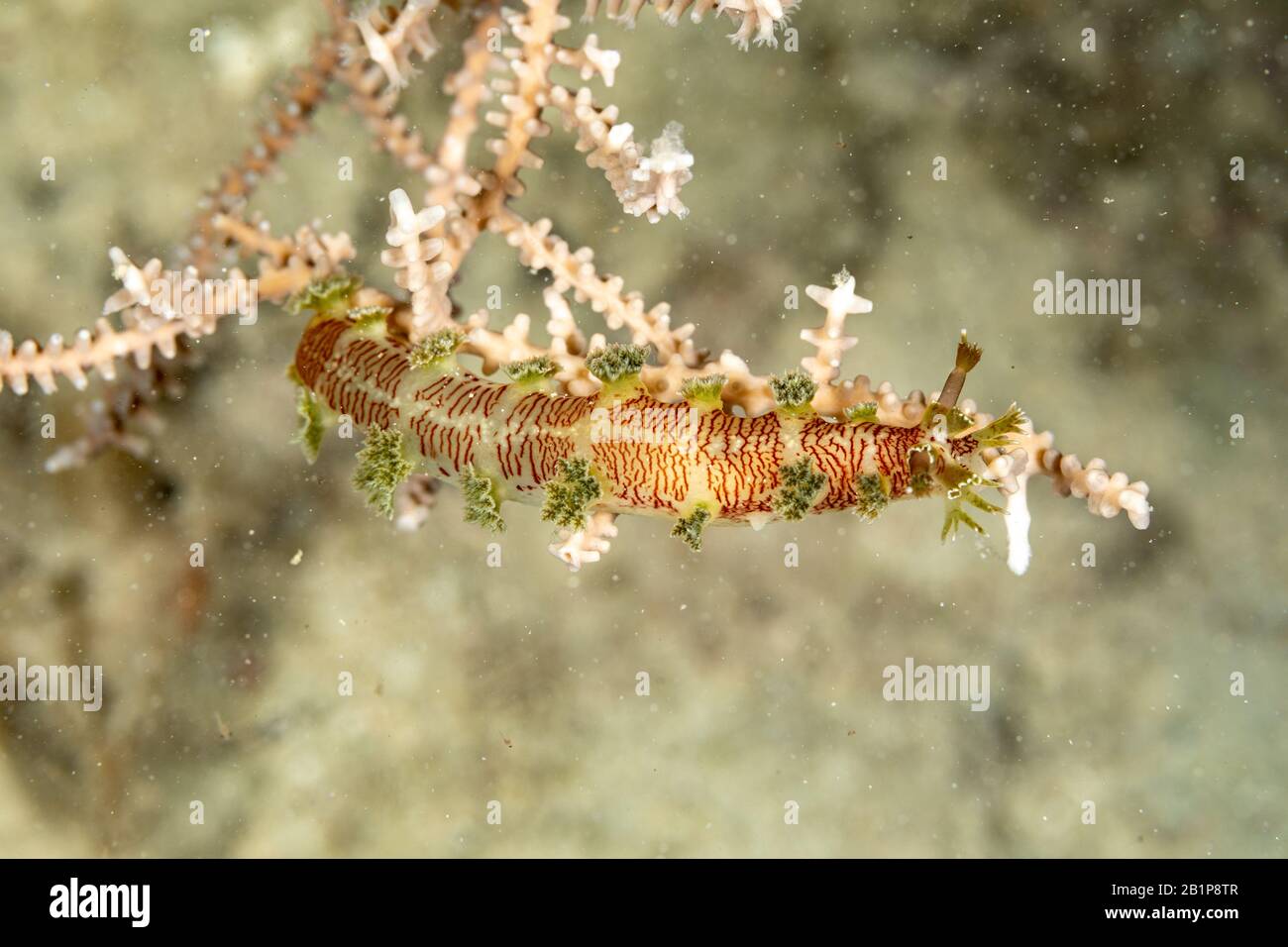 The most beautiful underwater snails of the Indian and Pacific Ocean ...