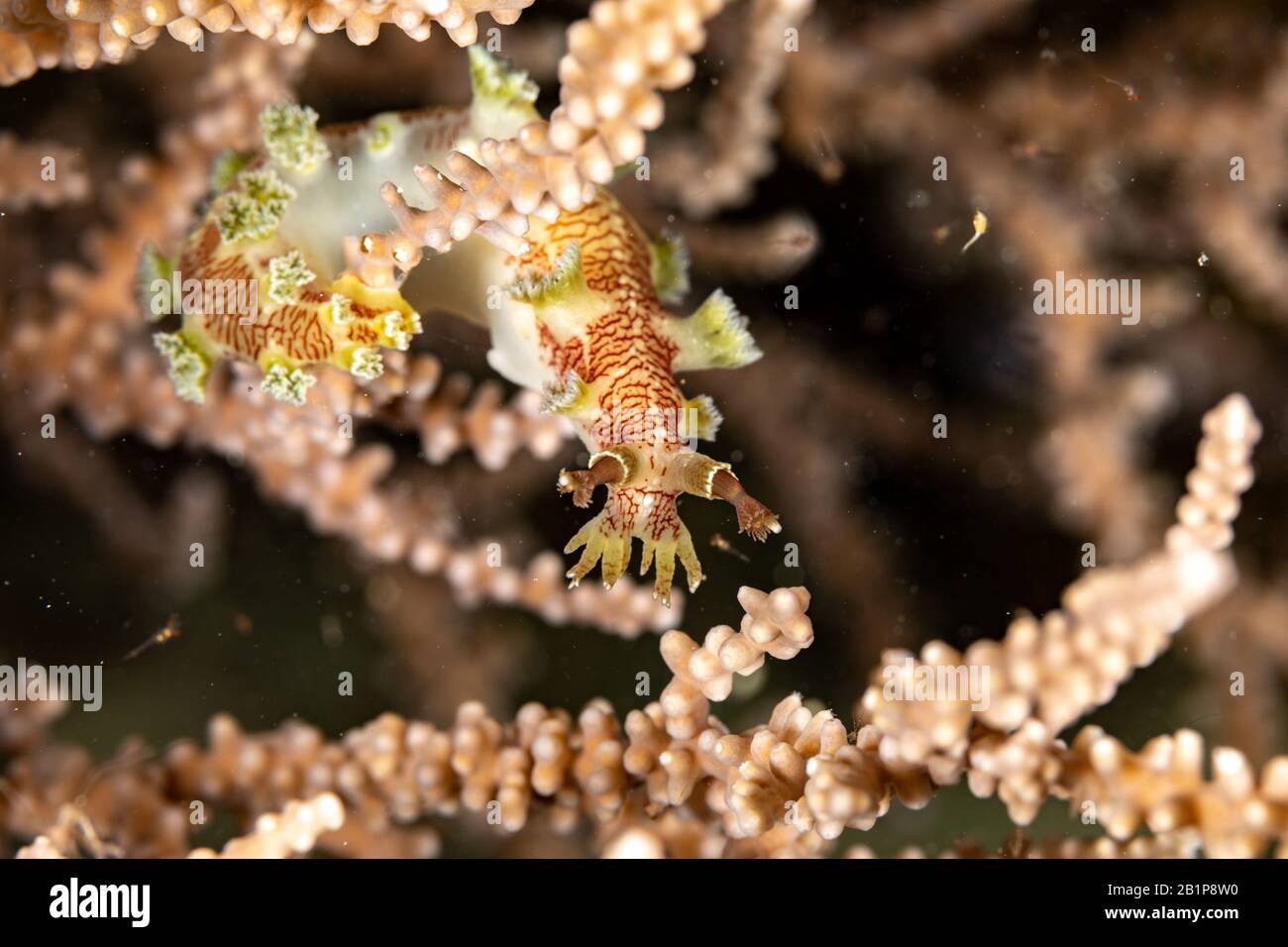 The most beautiful underwater snails of the Indian and Pacific Ocean ...