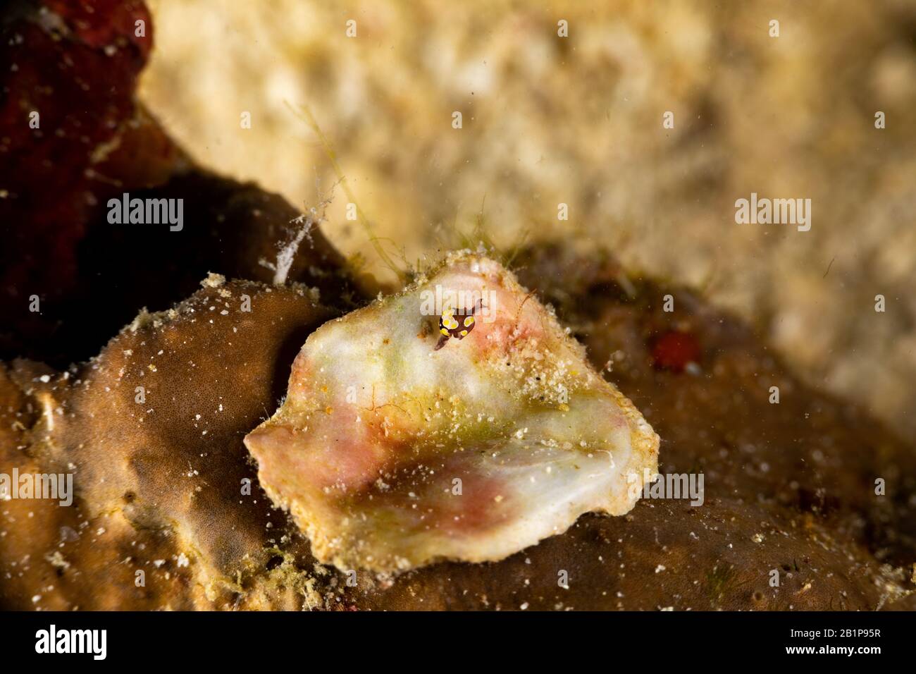 The most beautiful underwater snails of the Indian and Pacific Ocean ...