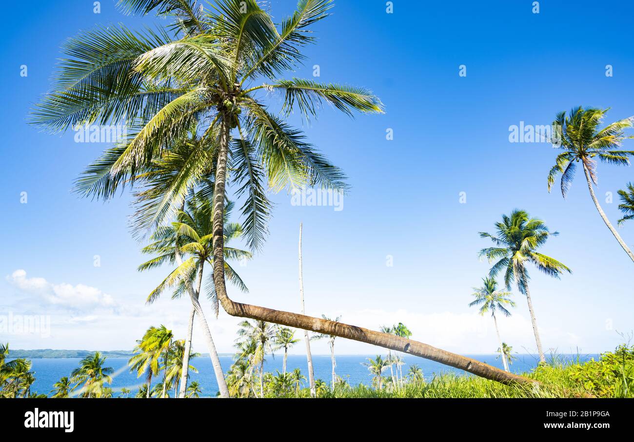Bent coconut tree hi-res stock photography and images - Alamy