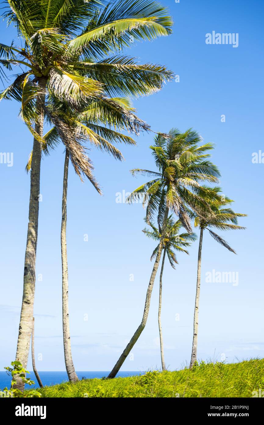 Stunning view of a bent palm tree in the beautiful Corregidor Island ...