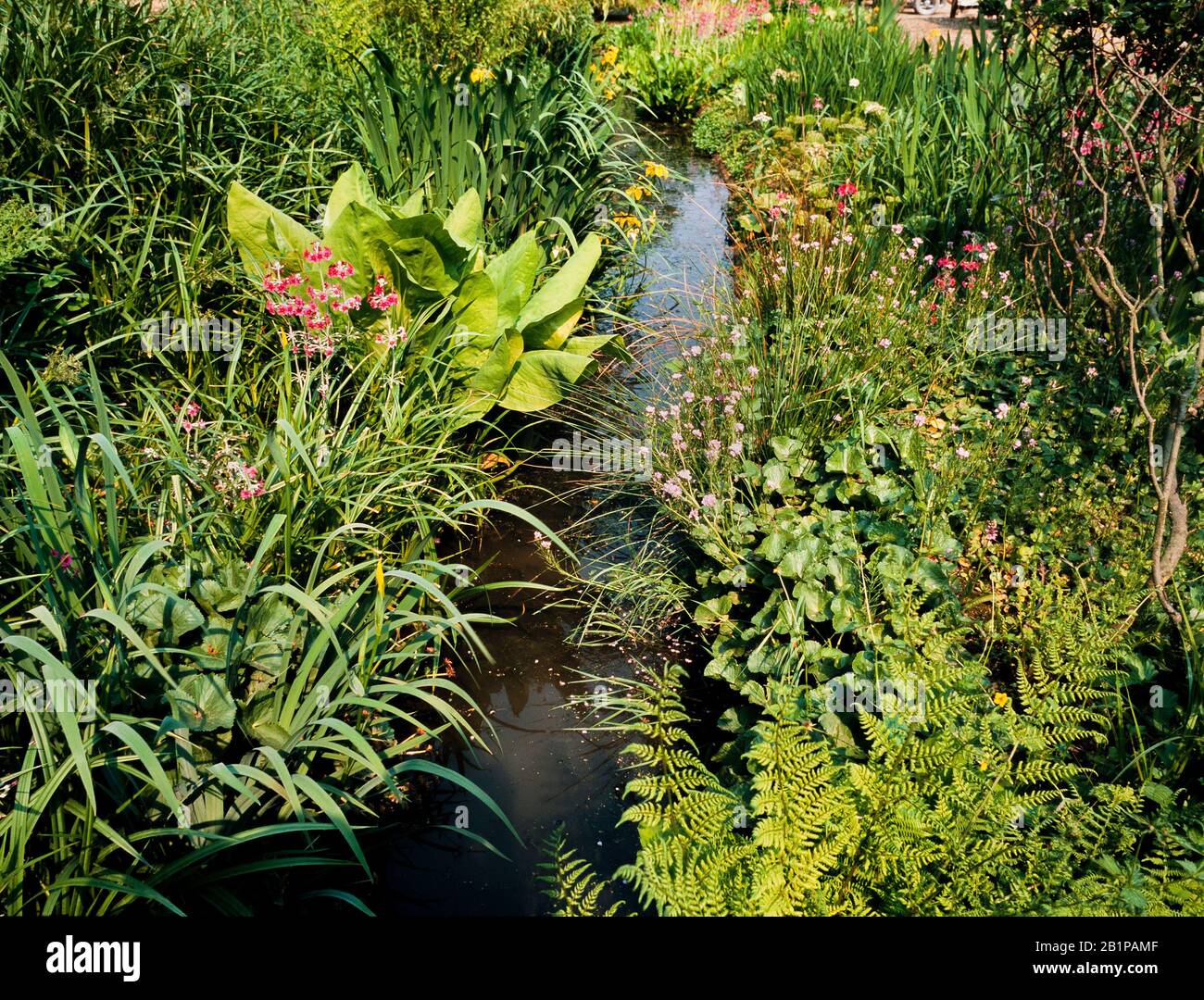Pond scene, overgrown with ferns, bog loving plants, shrubs Stock Photo ...