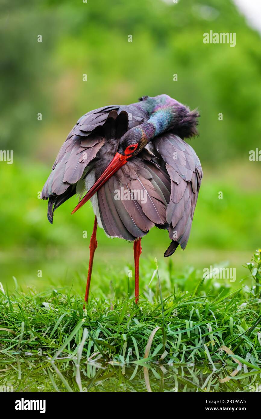 Black Stork - Ciconia nigra, beautiful iconic water bird from European ...