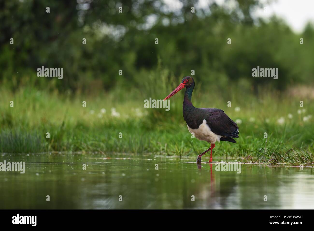 Black Stork - Ciconia nigra, beautiful iconic water bird from European ...