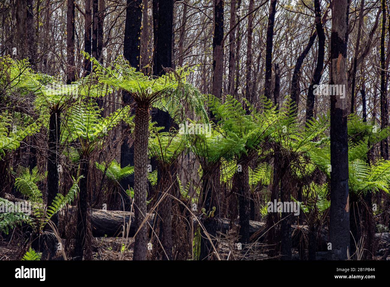 Australian Bushfire aftermath and recovery. Only weeks after the ...