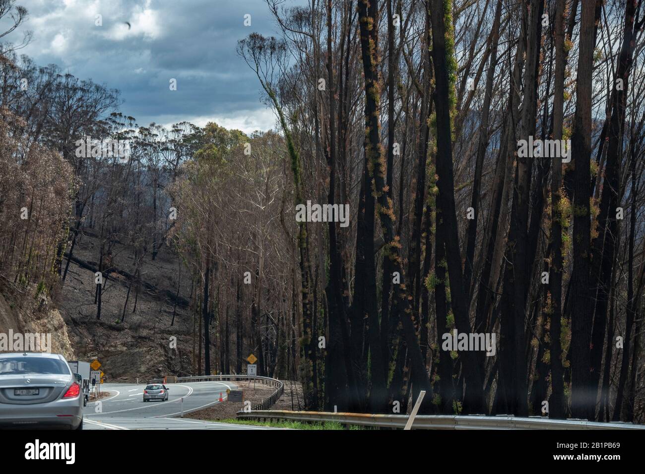 Australian Bushfire aftermath and recovery. Only weeks after the ...