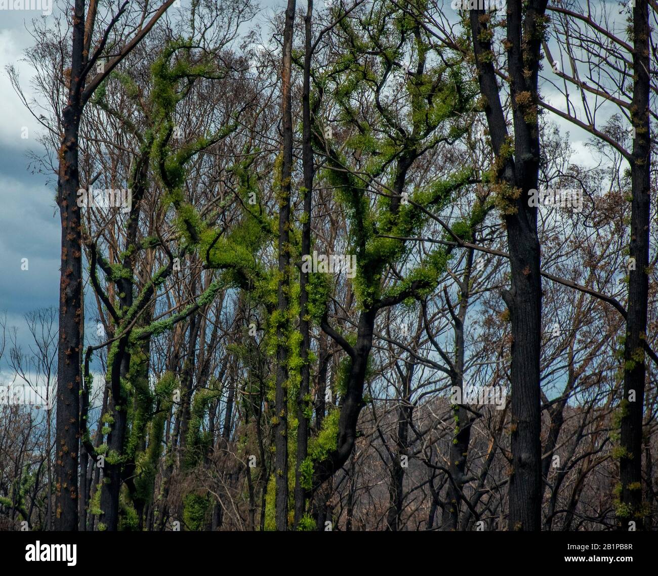 Australian Bushfire aftermath and recovery. Only weeks after the ...