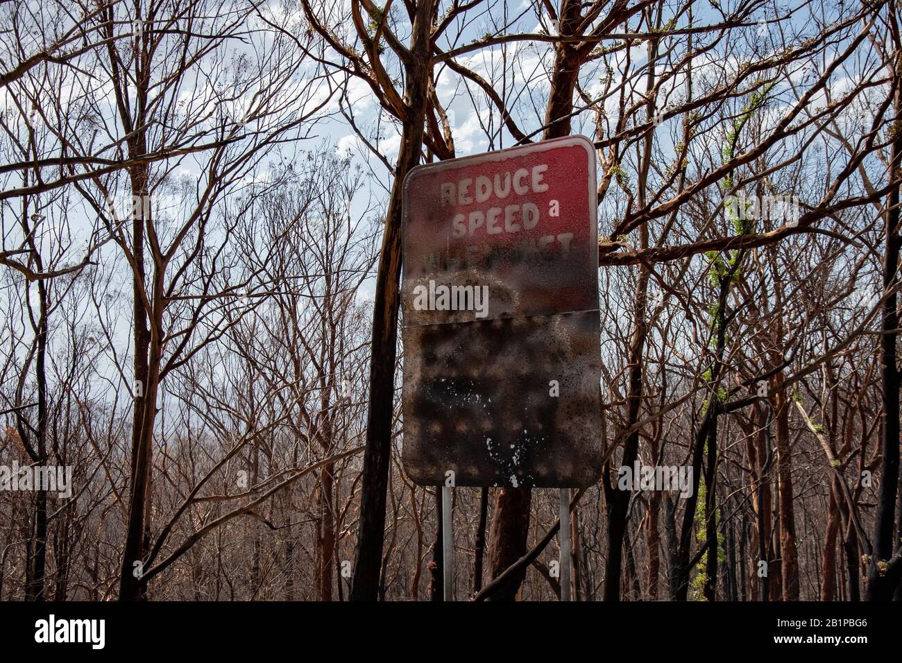 Australian Bushfire aftermath and recovery. Only weeks after the ...
