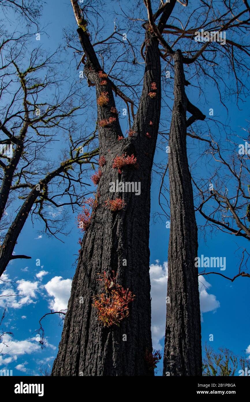 Australian Bushfire aftermath and recovery. Only weeks after the ...