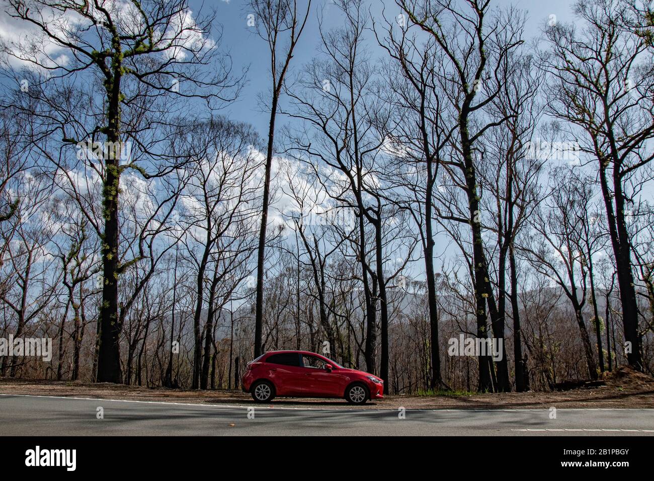 Australian Bushfire aftermath and recovery. Only weeks after the ...