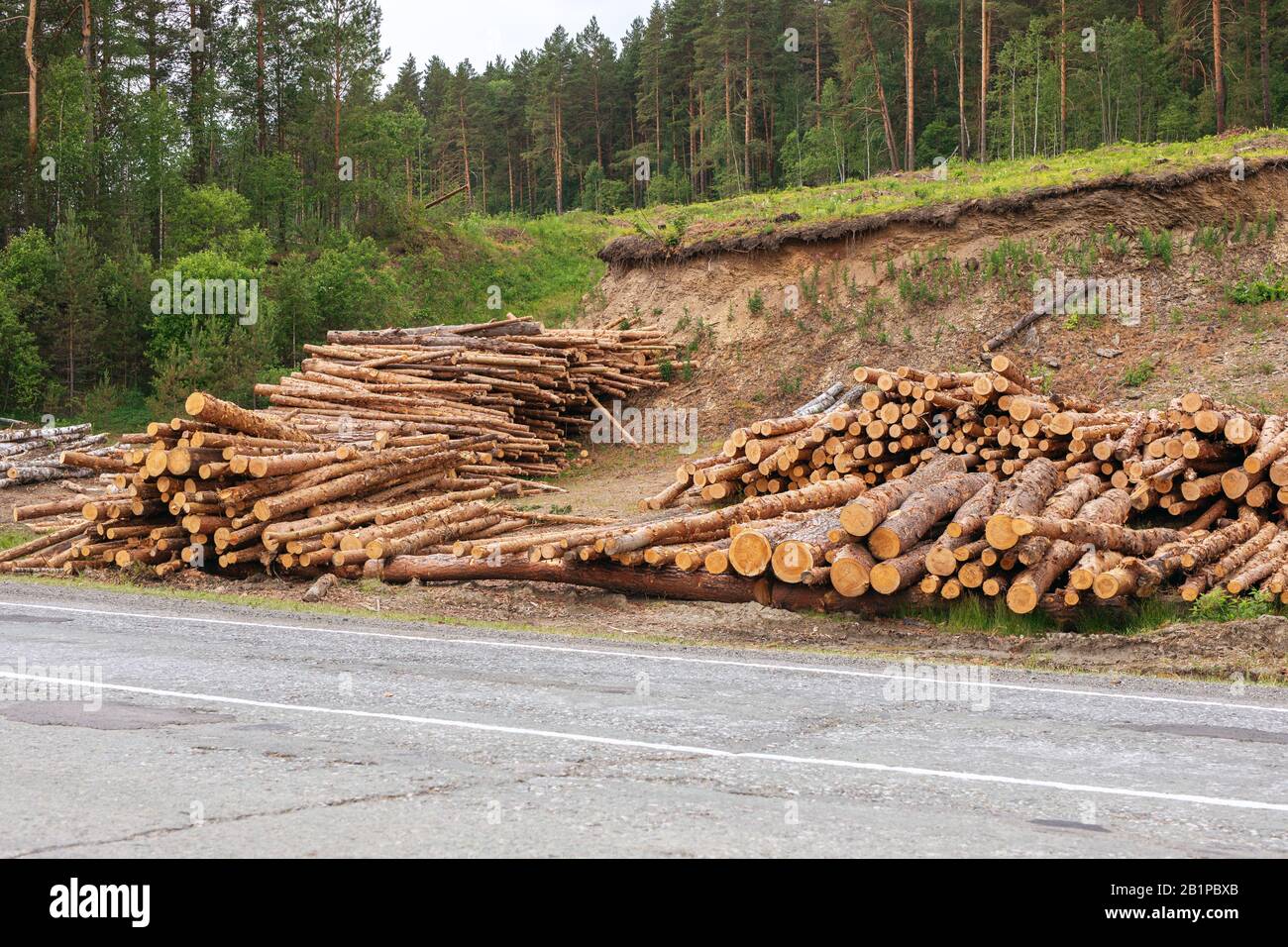 Debarked log hi-res stock photography and images - Alamy
