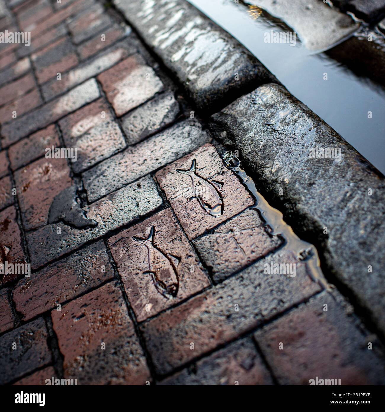 Hull Fish Trail High Resolution Stock Photography and Images - Alamy