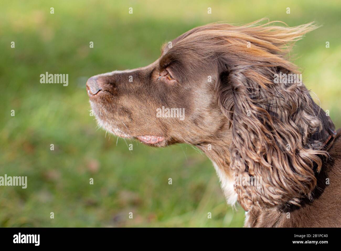 Portraits of a Chocolate Working Cocker Spaniel Dog Stock Photo - Alamy