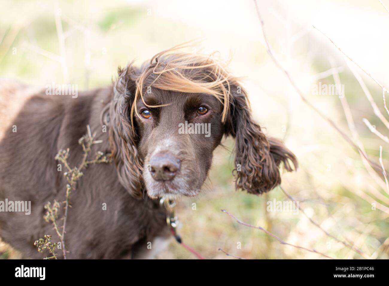 Portraits of a Chocolate Working Cocker Spaniel Dog Stock Photo - Alamy