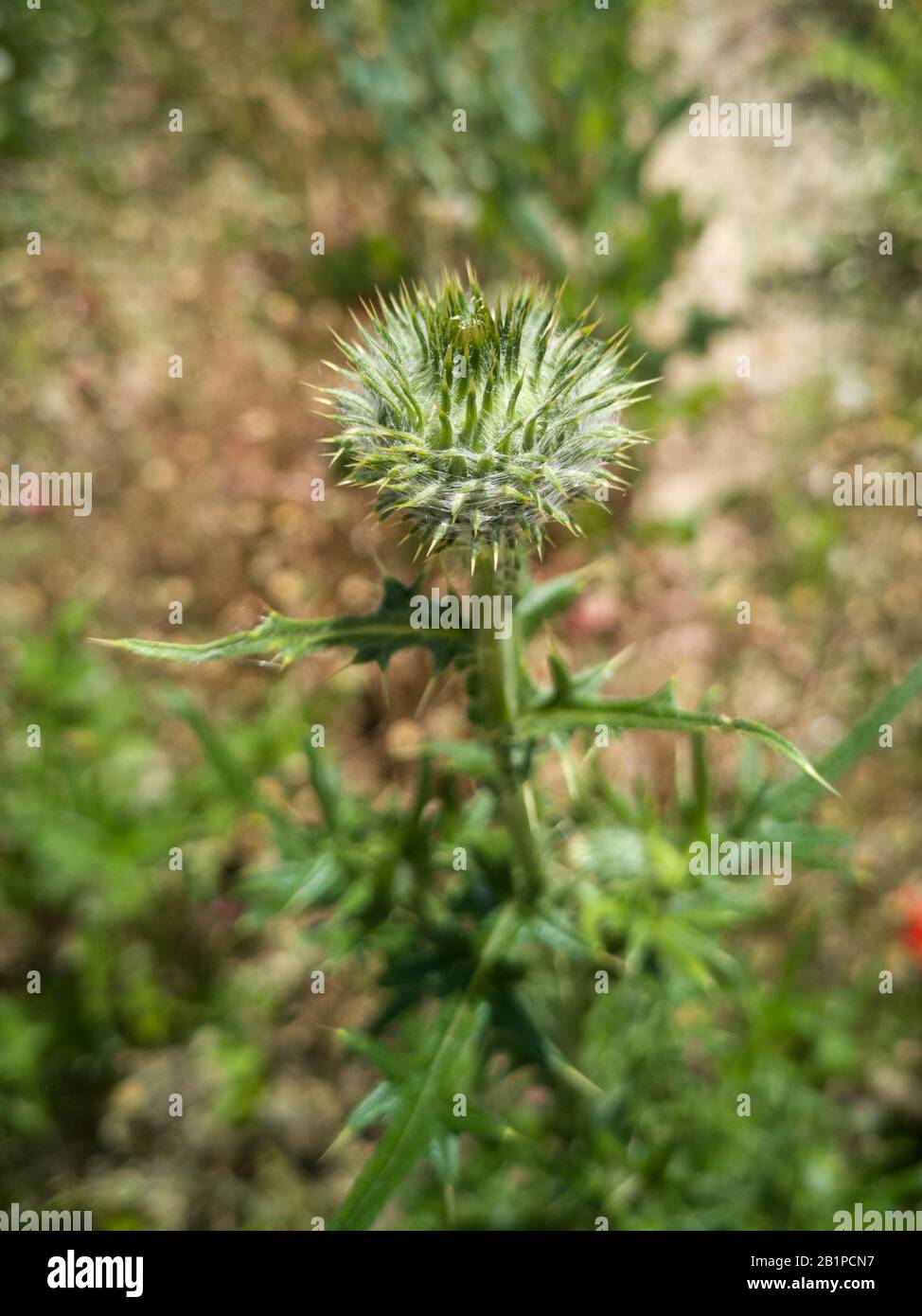 Spear Thistle Flower Stamen and Green Leaves Stock Photo - Alamy