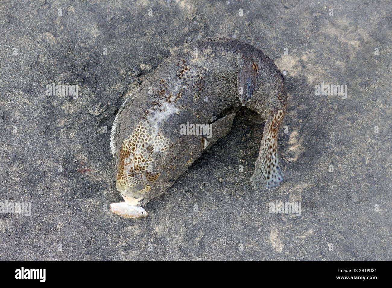 Black puffer fish washed on shore, Kovalam, Kerala, India Stock Photo ...