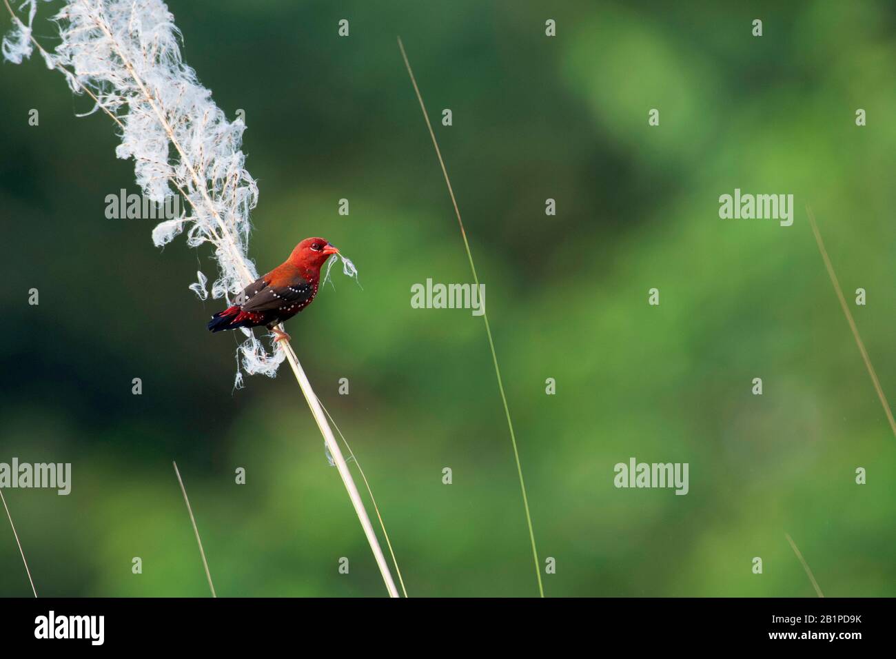 Red munia hi-res stock photography and images - Alamy