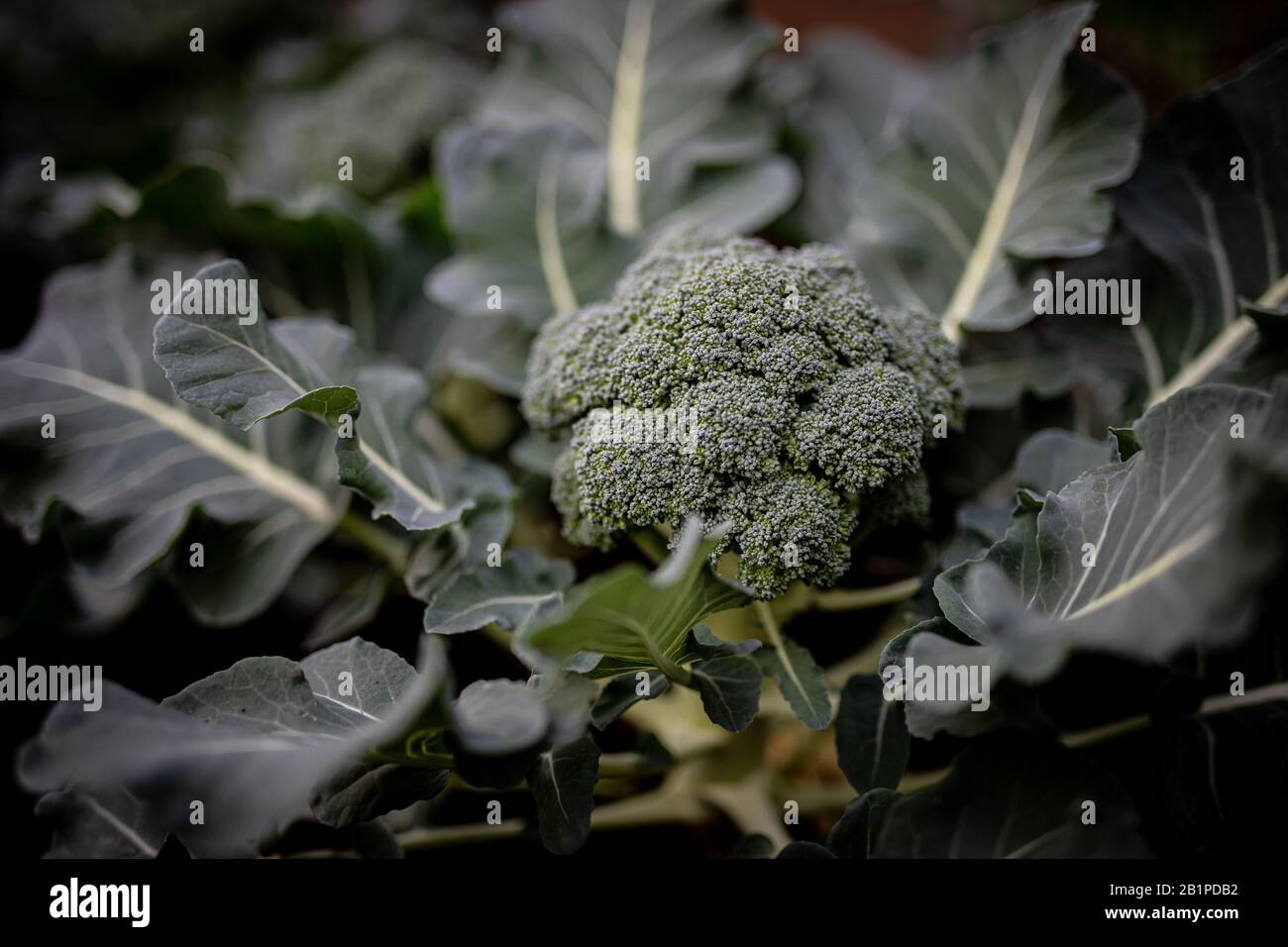 Fresh Broccoli green vibrant. This Broccoli is still planted in the ...