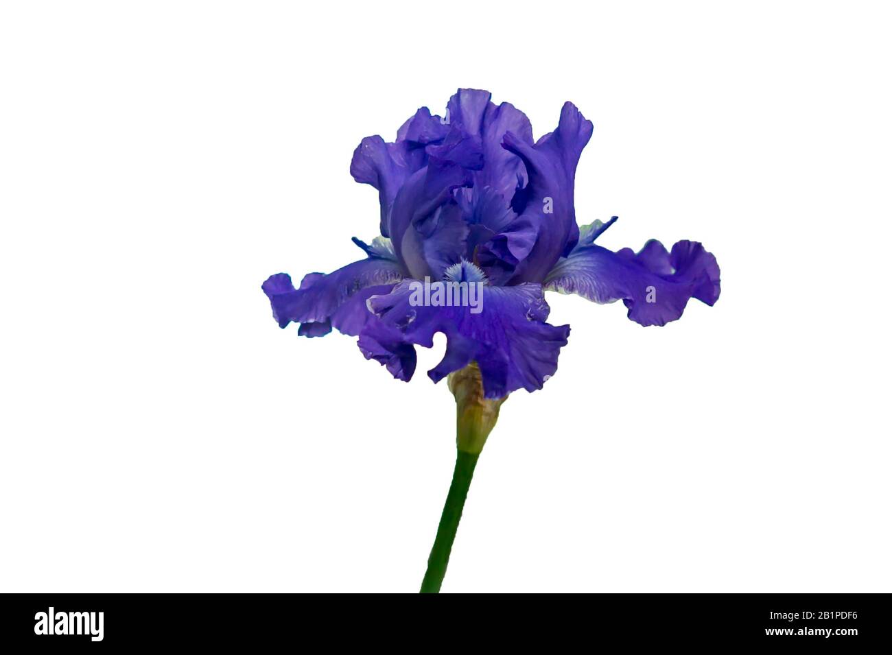 Blue iris flower close Cut Out Stock Images & Pictures - Alamy