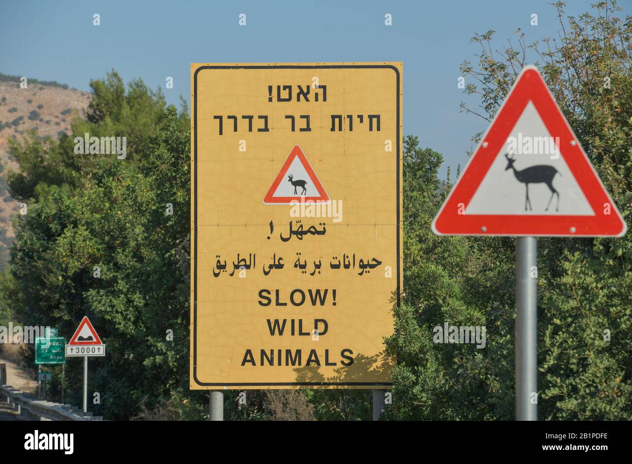 Israelische tiere hi-res stock photography and images - Alamy