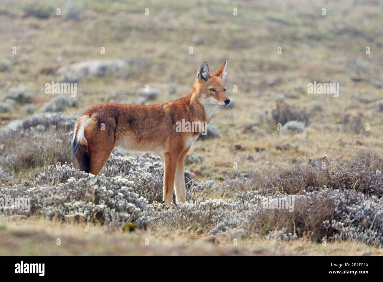 Simien fox hi-res stock photography and images - Alamy