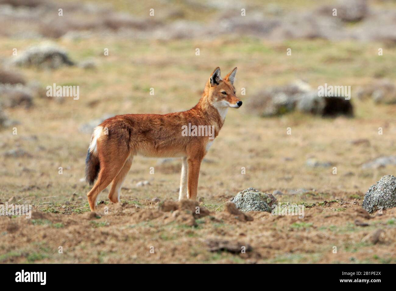 Simien Fox High Resolution Stock Photography and Images - Alamy